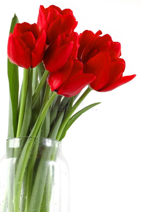Beautiful Red Tulips Flowers Bouquet in Vase Stock Image - Image of ... Beautiful Red Tulips Flowers Bouquet in Vase Stock Image - Image of ...
