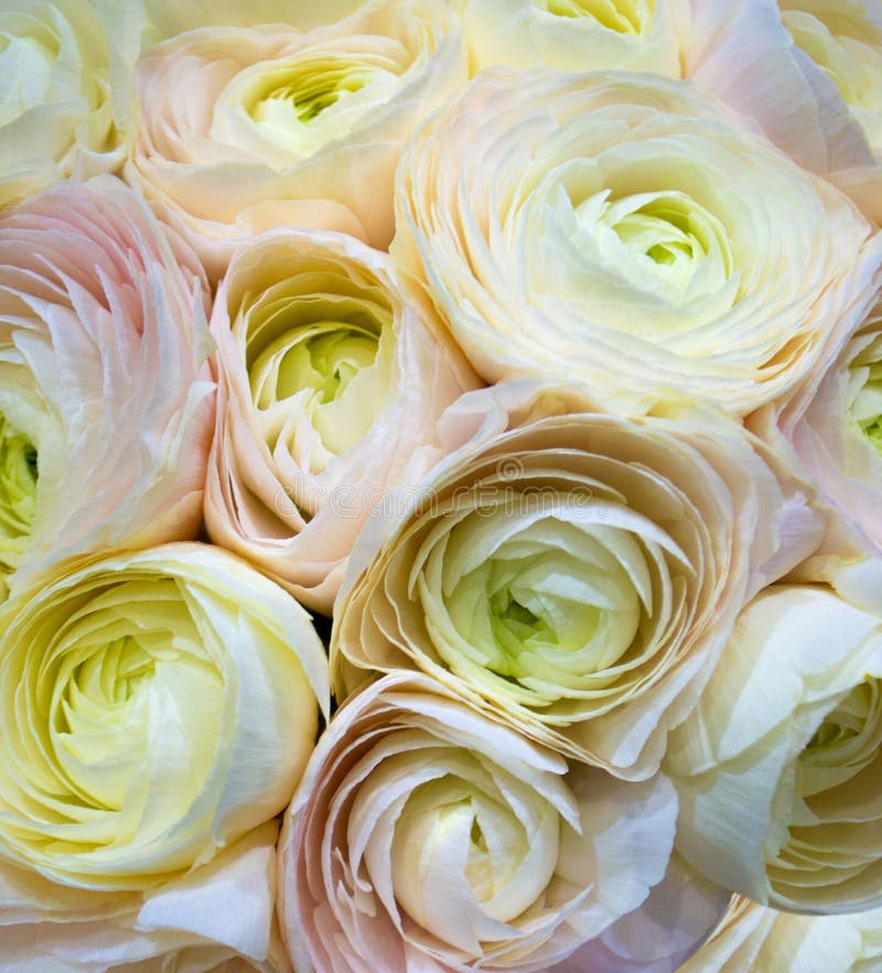 Festive Bouquet of White Roses Stock Image - Image of valentine, roses ...