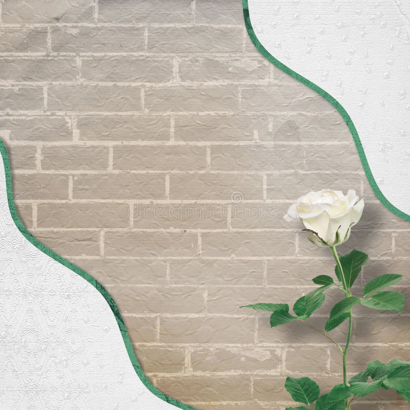 Festive Card with a Beautiful White Rose for Congratulations Stock ...