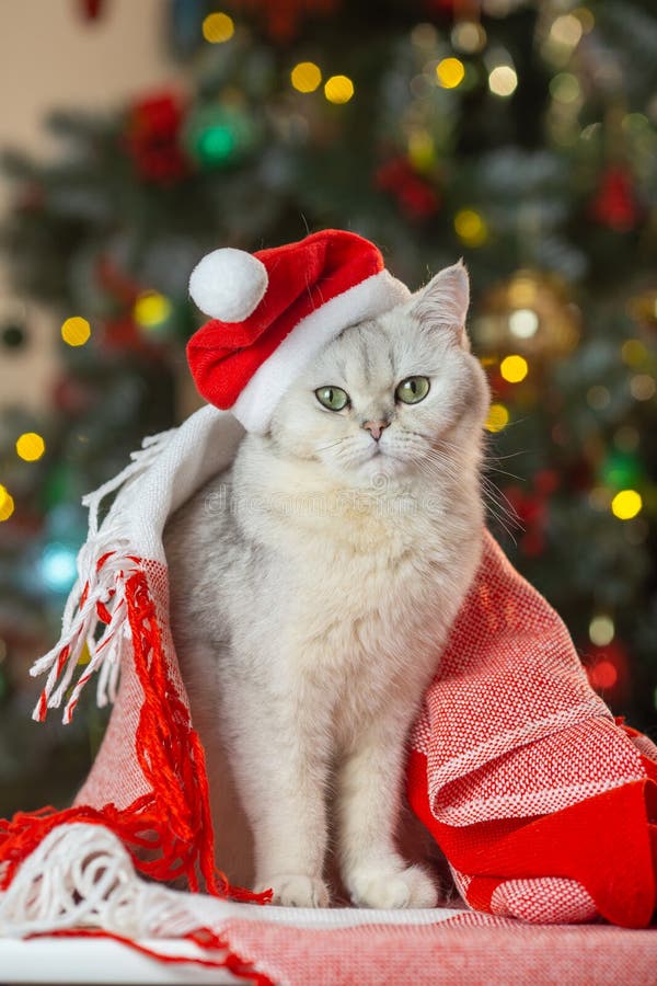 Festive Cat with Santa Hat and Blanket in Front of Christmas Tree Stock ...