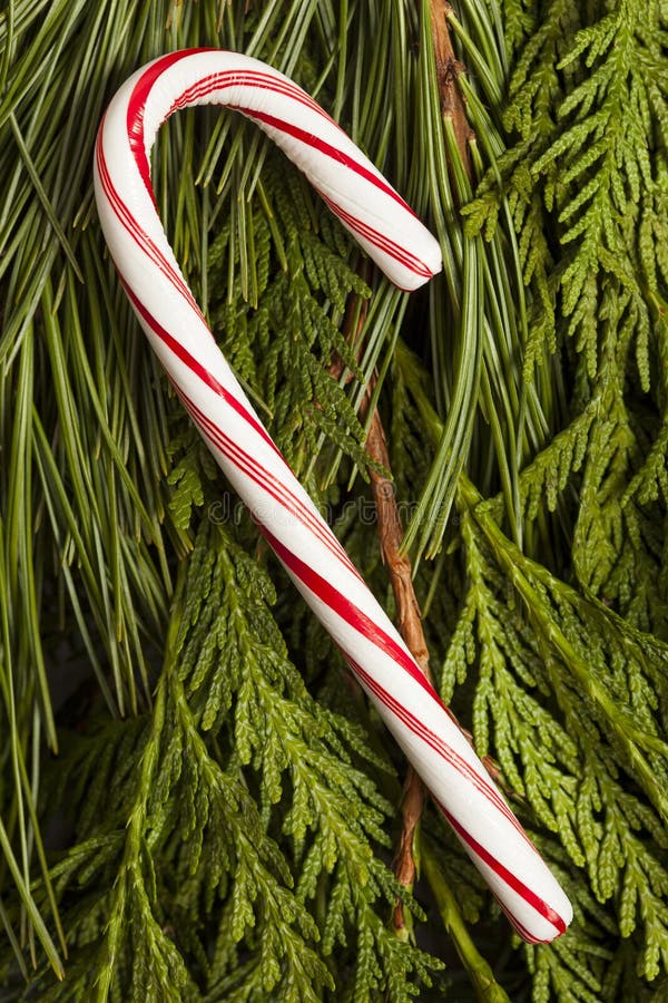 Festive Peppermint Candy Canes Stock Photo - Image of december, sweets ...