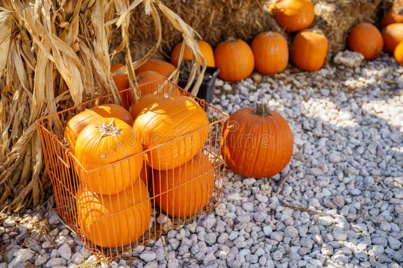 Festive Fall Farm Scene with Pumpkins and Hay Stock Photo - Image of ...