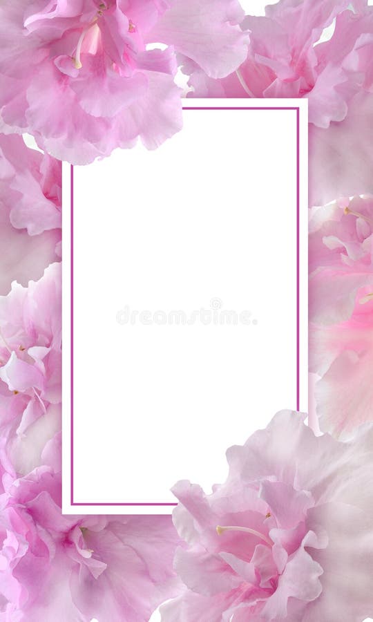 Festive Floral Frame Template with Pink Gentle Azalea Flowers Stock ...