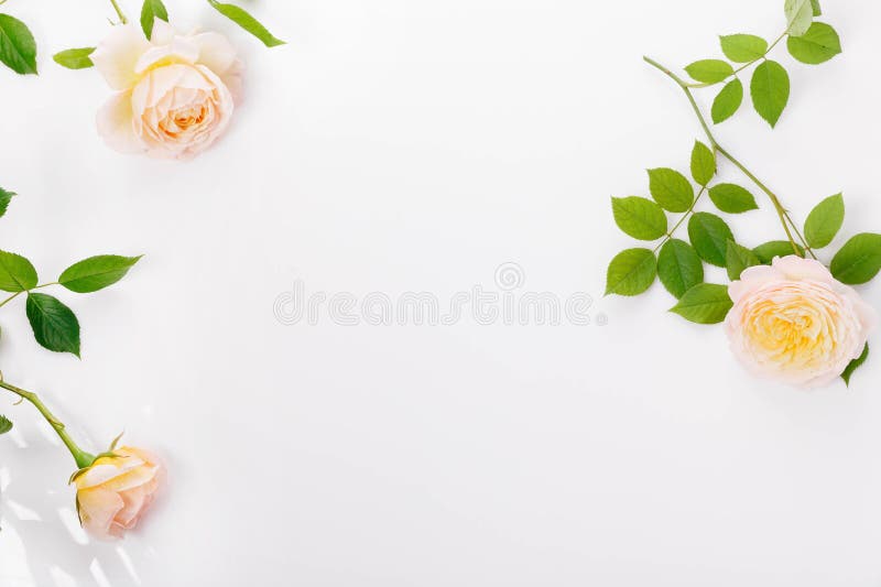 Festive Flower Light Coral Rose Composition on White Background ...