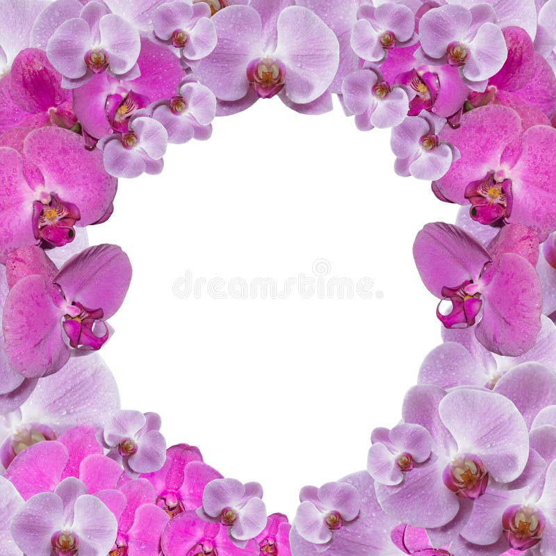 Beautiful Orchid Flowers Frame Stock Vector - Illustration of greeting ...