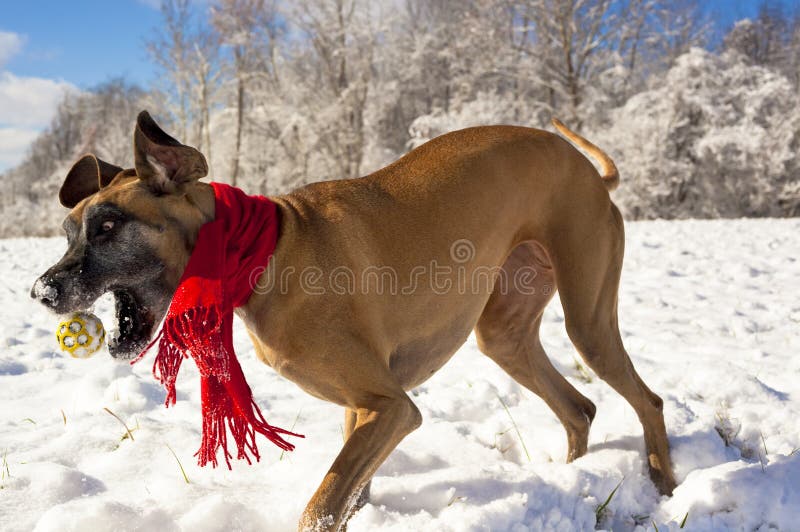 Dog Chasing Ball on the Beach Stock Photo - Image of ocean, shepherd ...
