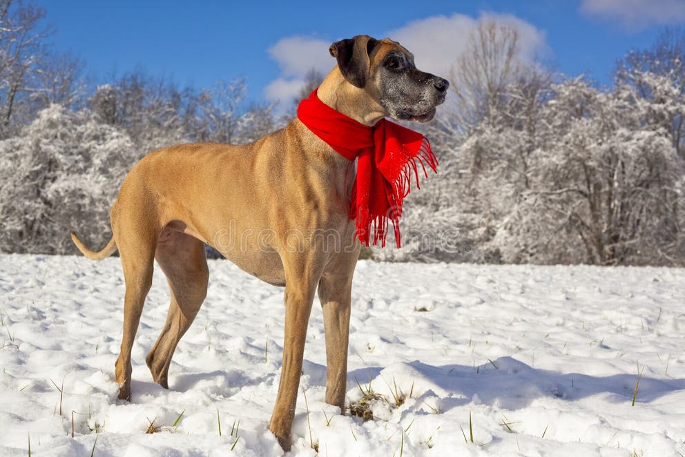 Festive Great Dane in the Snow Stock Photo - Image of wintry, winter ...