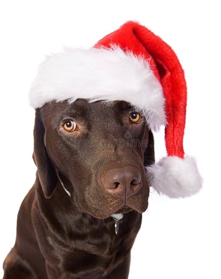 Festive Labrador stock photo. Image of doggy, canine, cute - 7208264