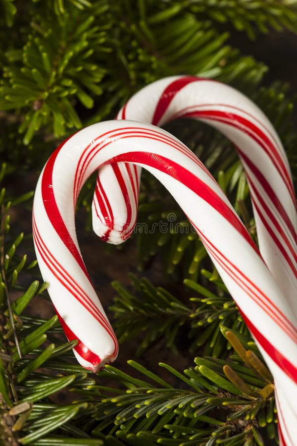 Festive Peppermint Candy Canes Stock Image - Image of spiral, sugar ...