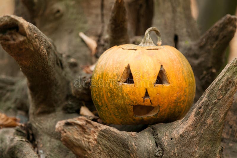 Festive Pumpkins for Halloween is on a Log Stock Photo - Image of ...