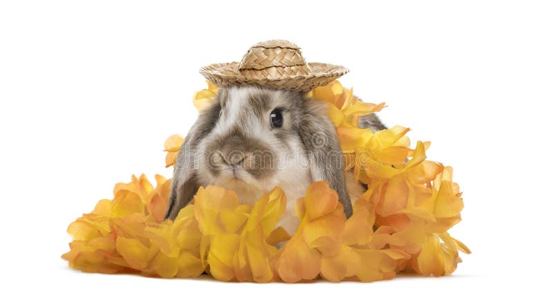 Festive Rabbit with Hat and Flowers, Isolated Stock Photo - Image of ...