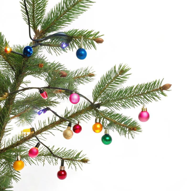 Festive Tree Limb on White Background Stock Illustration - Illustration ...