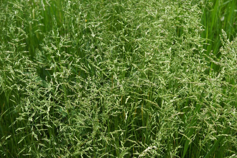 A festuca alta imagem de stock. Imagem de pradaria, azul - 93279581
