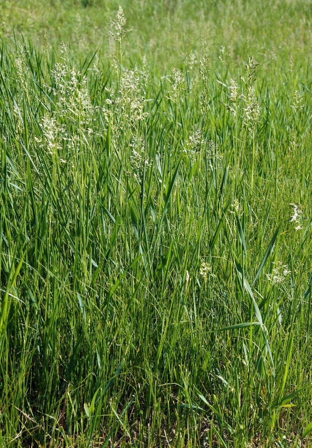 A festuca alta foto de stock. Imagem de planta, plantas - 93279592