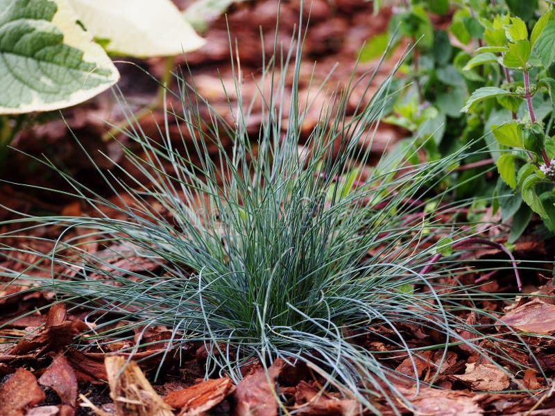 Festuca Glauca `Intense Blue`` Stock Photo - Image of plant, poaceae ...