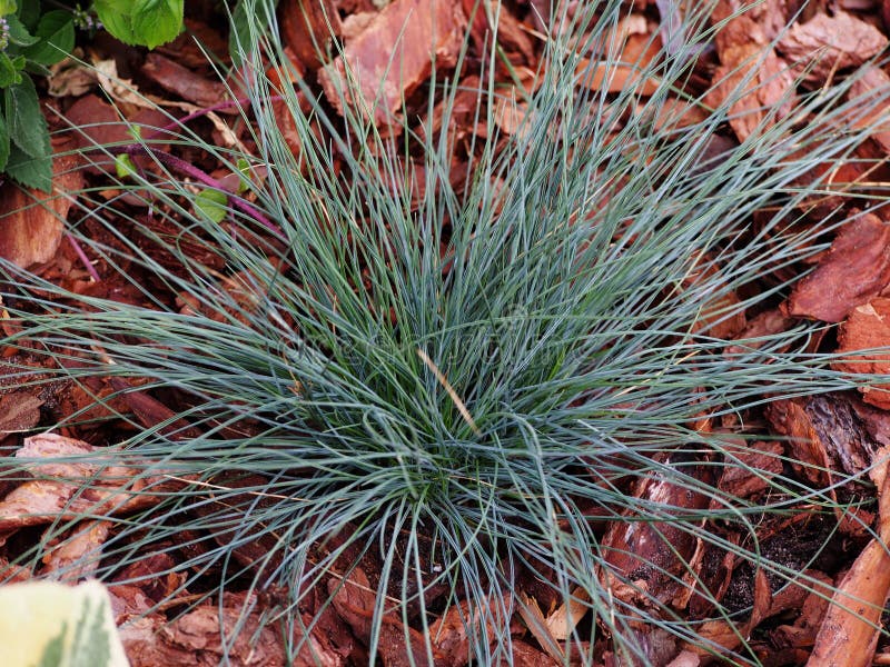 Festuca Glauca `Intense Blue`` Stock Photo - Image of festuca ...