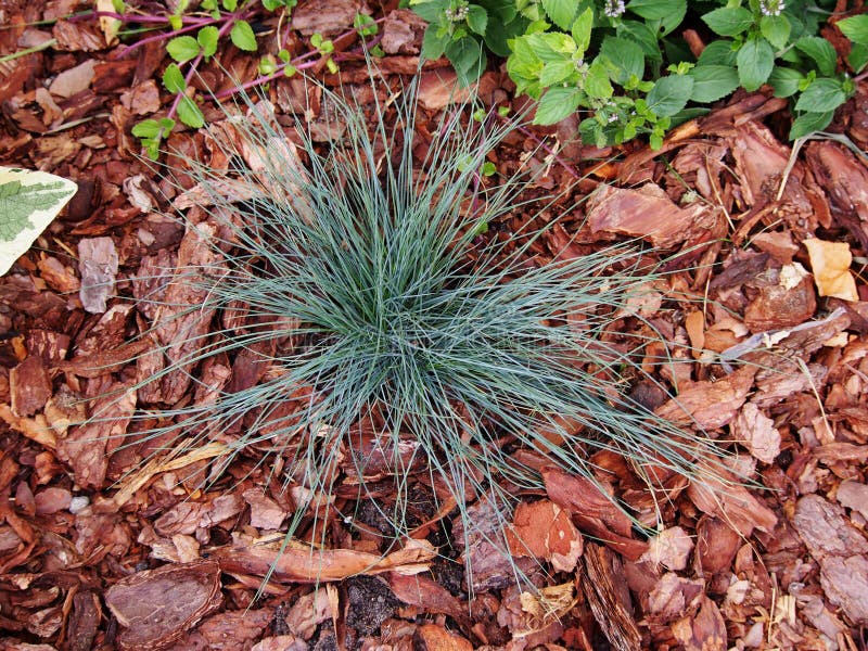 Festuca Glauca `Intense Blue`` Stock Photo - Image of ornamental ...
