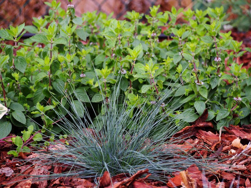 Festuca Glauca `Intense Blue`` Stock Photo - Image of fescue, nature ...