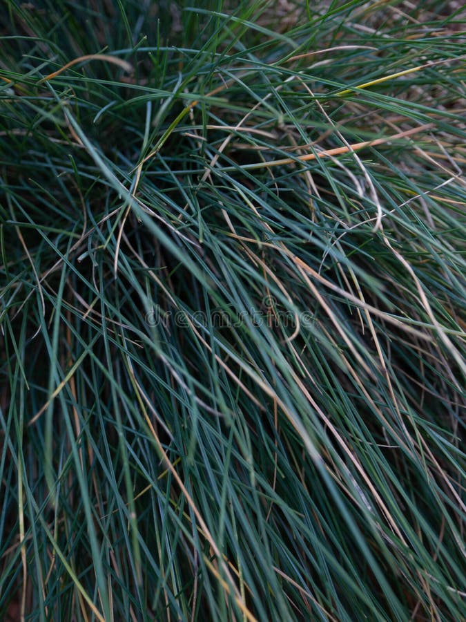 Capim De Festuca Glauca Com Sementes Lançadas Em Profundidade ...