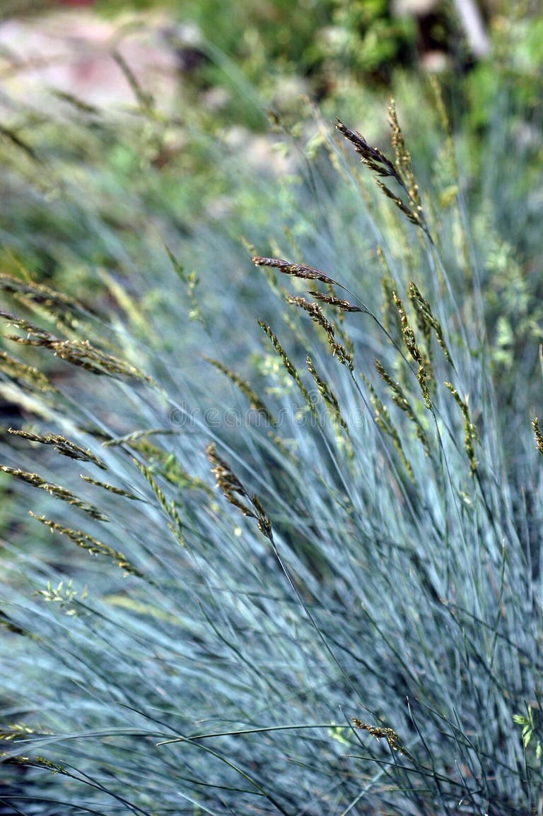 368 Festuca Flower Stock Photos - Free & Royalty-Free Stock Photos from ...
