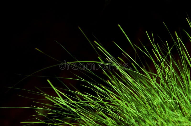 Festuca Green is a Spherical Kind of a Plant Similar To a Porcupine in ...