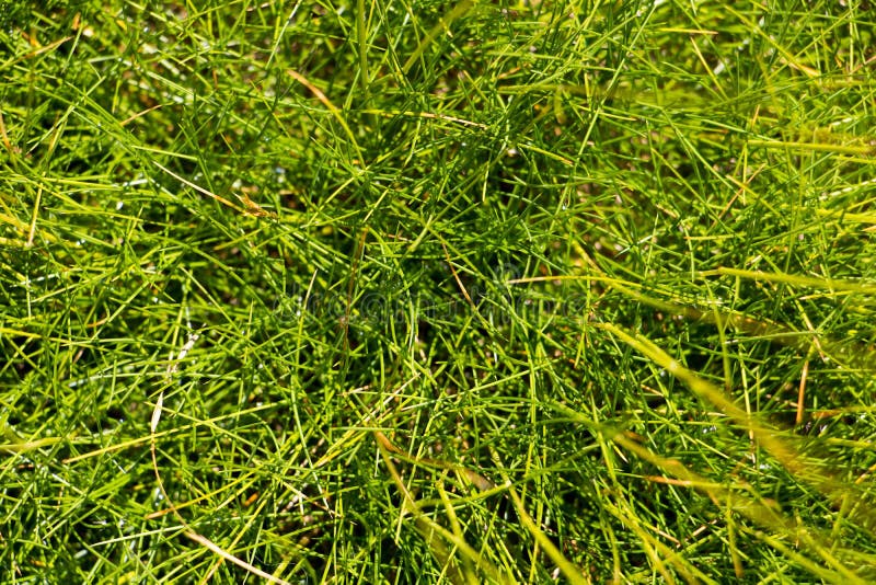 Festuca Verde Gautieri Scoparia Teddybear Foto de archivo - Imagen de ...