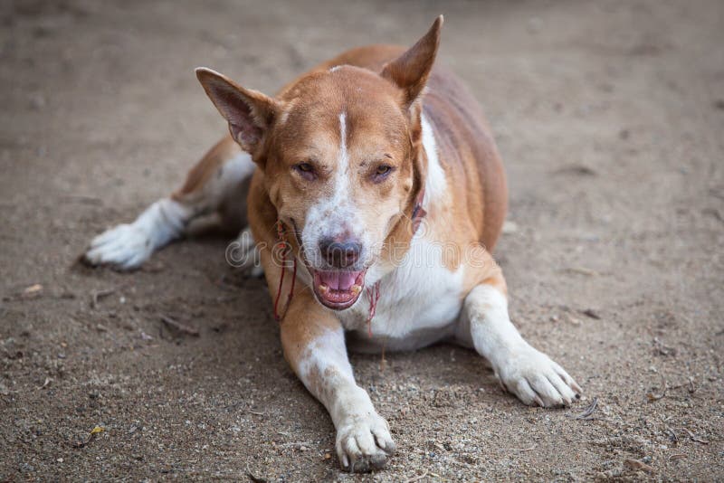 Fat happy dog fotografering för bildbyråer. Bild av lyckligt - 144798949