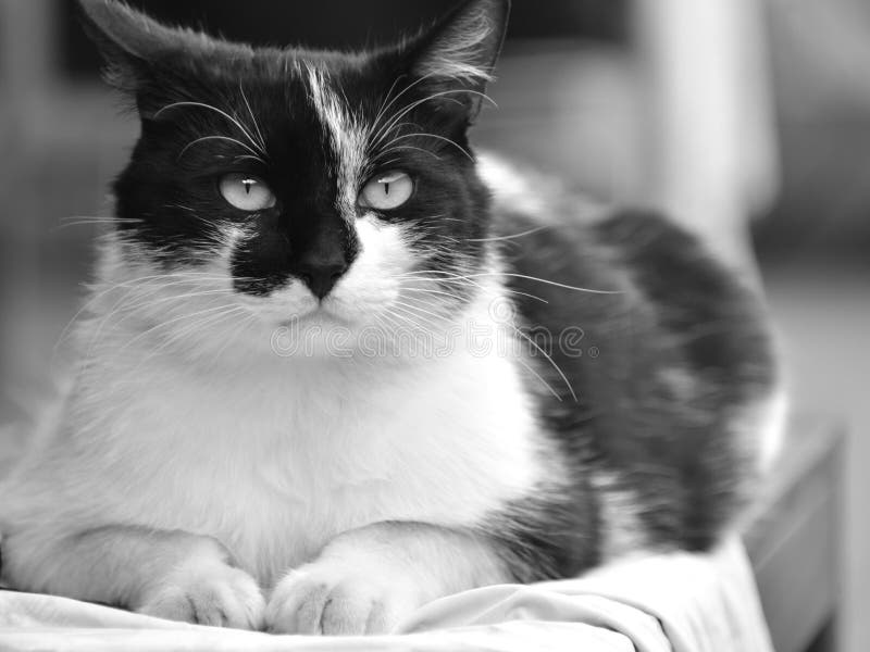 63,787 Fet Katt Foton - Gratis och royaltyfria stockfoton från Dreamstime