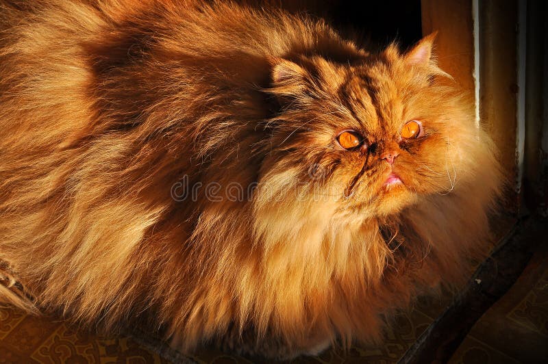 930 Fet Katt Foton - Gratis och royaltyfria stockfoton från Dreamstime