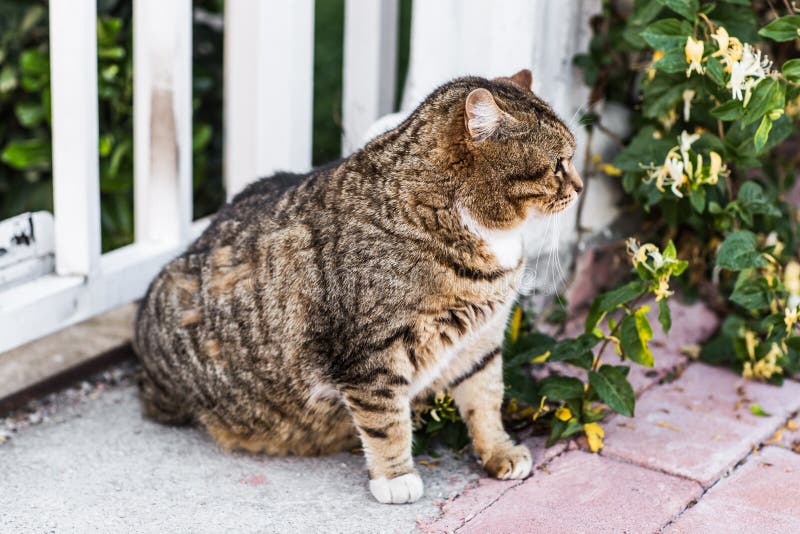 Fet lat katt arkivfoto. Bild av huvud, pott, fett, fluffigt - 57009158