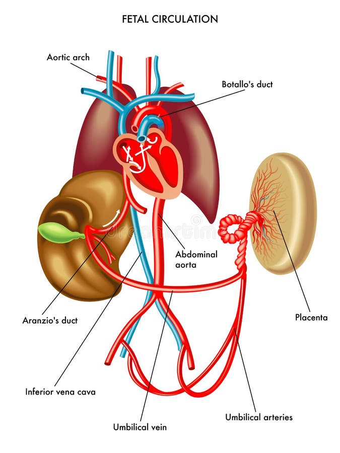 Fetal Circulation Anatomy Fetal Circulation Royalty Free Stock Photos
