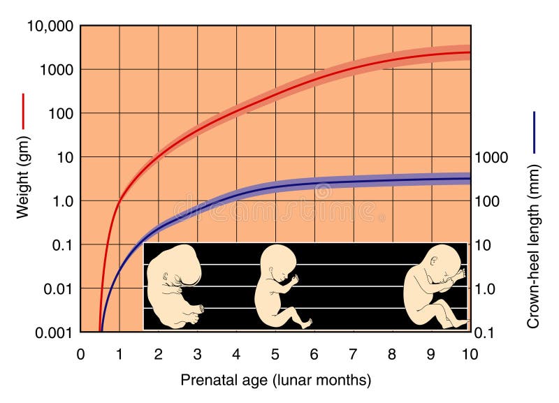 Fetal Development Chart stock vector. Illustration of chart - 12907654