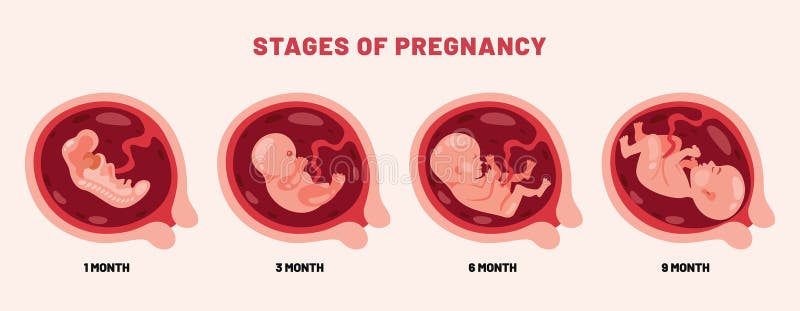 Fetal Development of an Embyrio Stock Illustration - Illustration of ...
