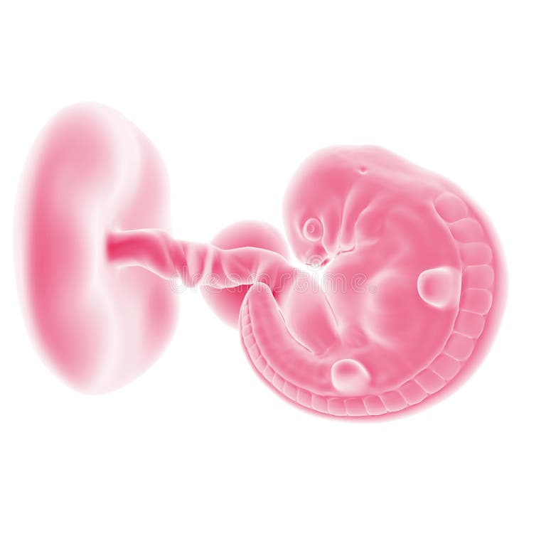 Prenatal Development Stock Illustrations – 2,964 Prenatal Development ...