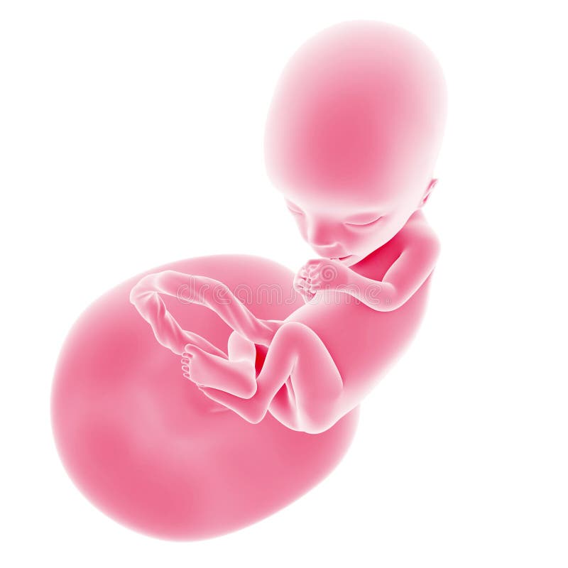 The Fetal Development - Week 13 Stock Illustration - Illustration of ...