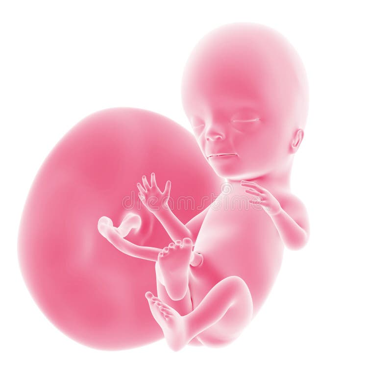 Fetal Development - Week 15 Stock Illustration - Illustration of ...