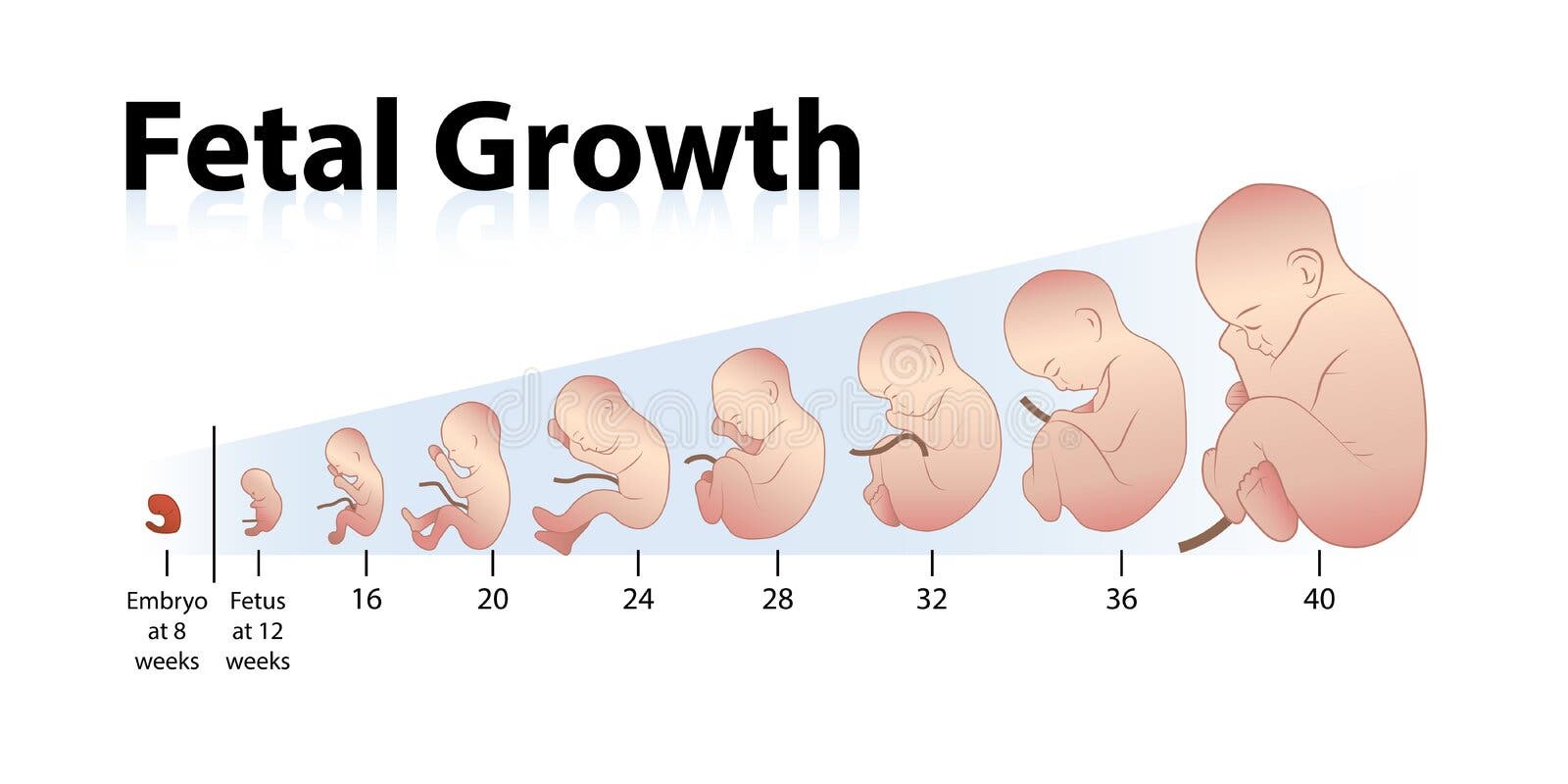 Pregnancy Stages. Infographic Stock Vector - Illustration of birth ...