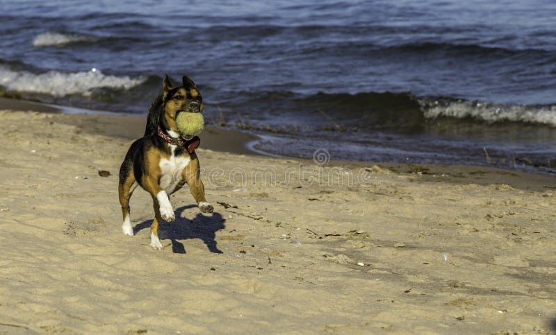 Fetch on the Beach stock image. Image of side, sand, outside - 45383815