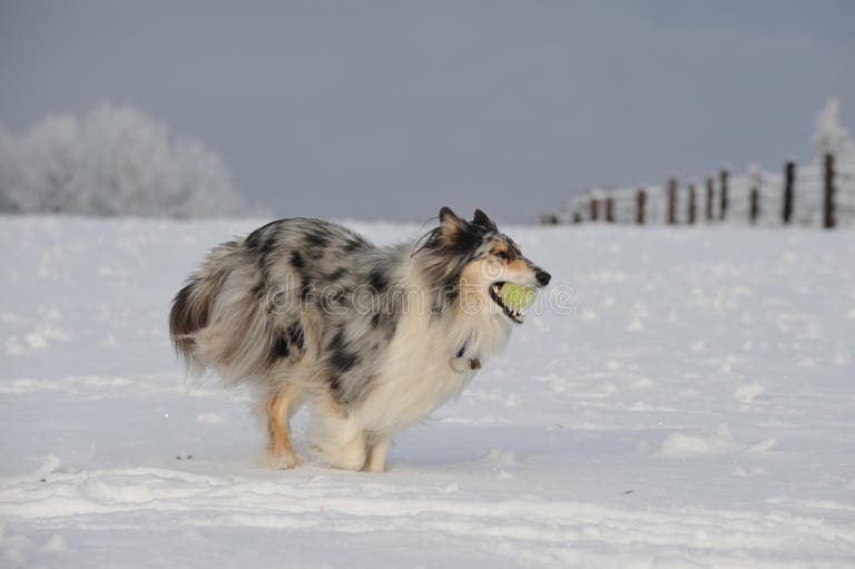 Fetch! Collie rough stock image. Image of walking, fetch - 12861669