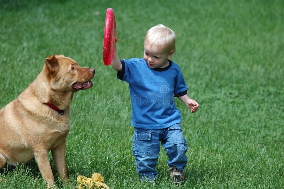 Fetch game stock image. Image of fetch, freesbee, fence - 655441