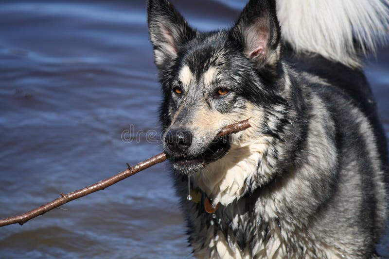 Fetch in the water stock image. Image of lake, malamute - 28143211