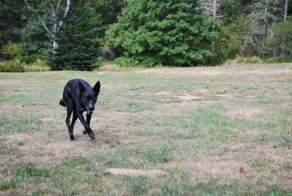 Fetching stock image. Image of ball, grass, canine, summer - 78646885