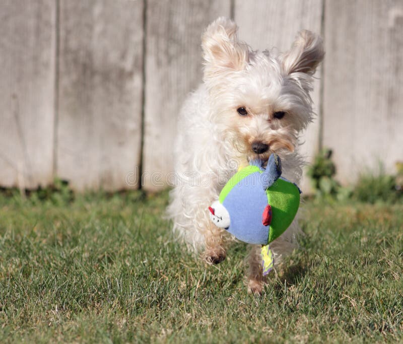 Fetching Fun stock photo. Image of cuddly, exuberant - 12481364