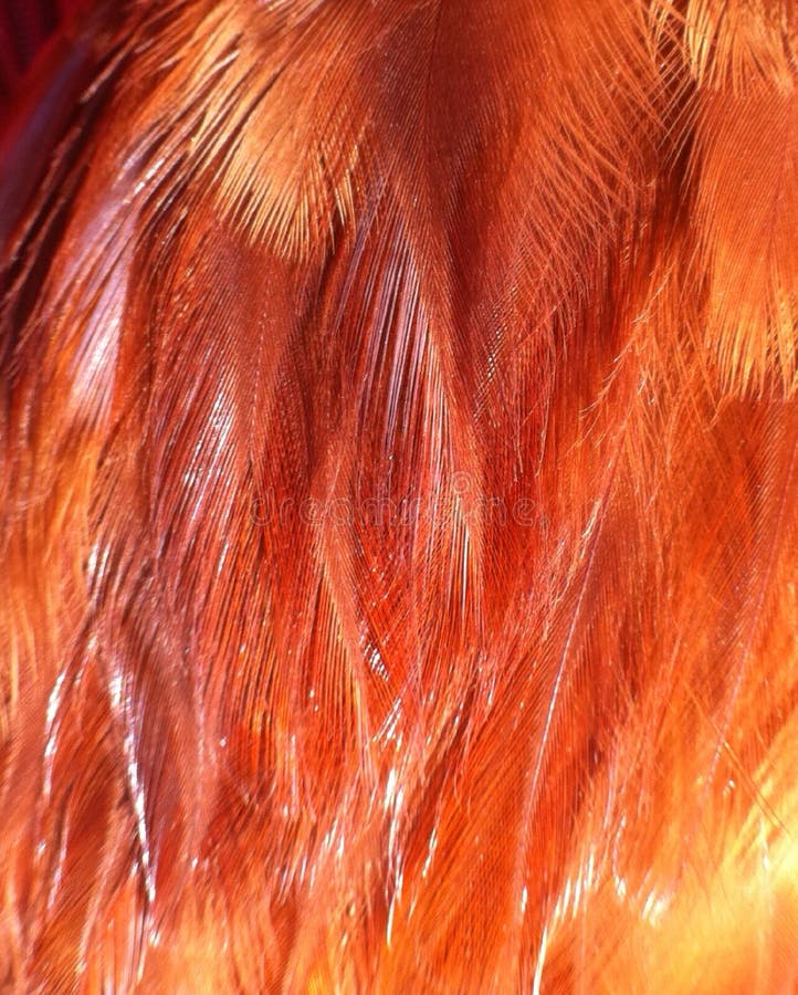 Fethers immagine stock. Immagine di inverno, aspetti - 80945623