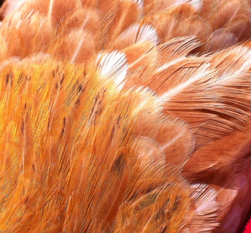 Fethers stock image. Image of light, used, ready, fethers - 80945943