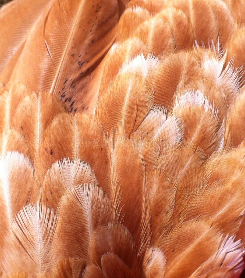 Fethers stock image. Image of light, used, ready, fethers - 80945943