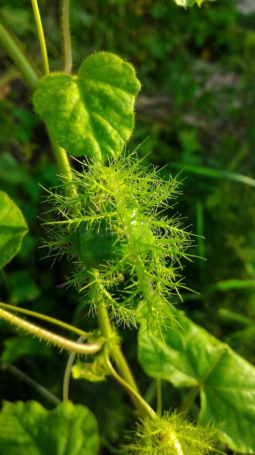 Fetid stock photo. Image of passiflora, food, green, herb - 74489772