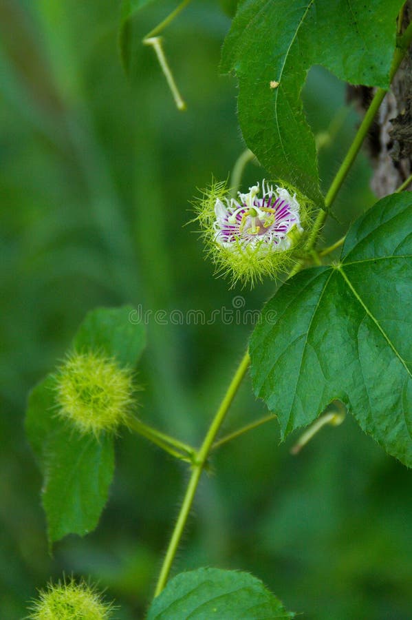 Fetid Passionflower Passiflora Foetida Linn Stock Image - Image of ...