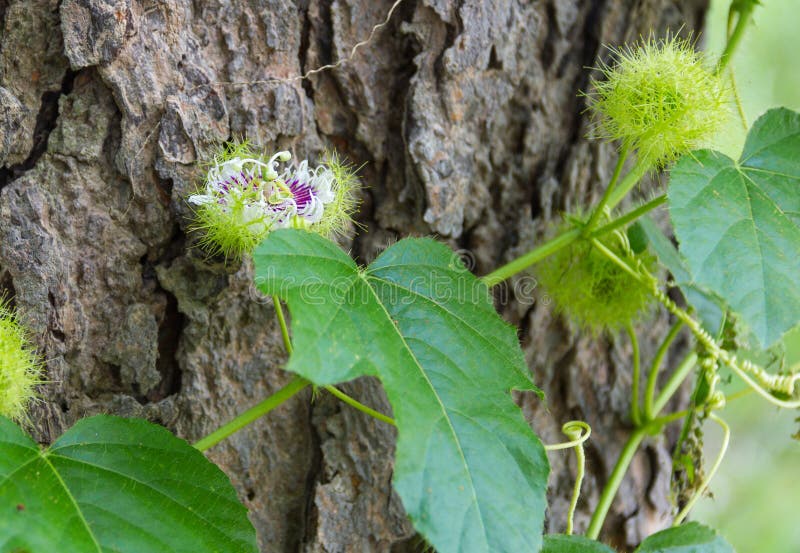 Fetid Passionflower Passiflora Foetida Linn Stock Image - Image of ...