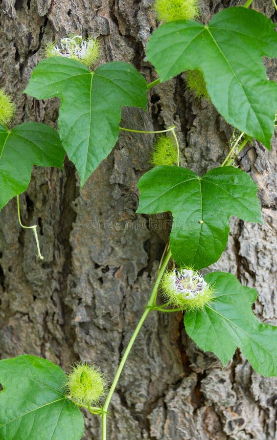 Fetid Passionflower Passiflora Foetida Linn Stock Image - Image of vine ...